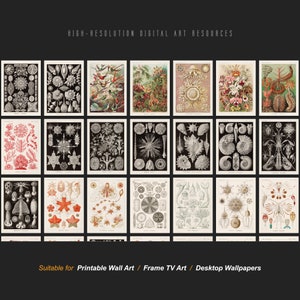 100+ Ernst Haeckel Famous Paintings Collection | High-resolution ...
