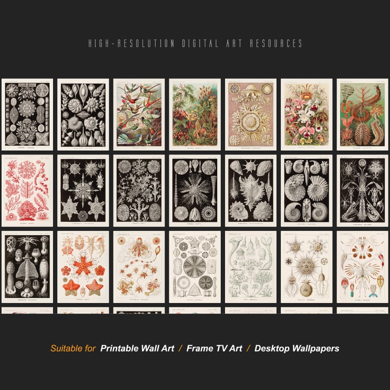 100+ Ernst Haeckel Famous Paintings Collection | High-resolution ...