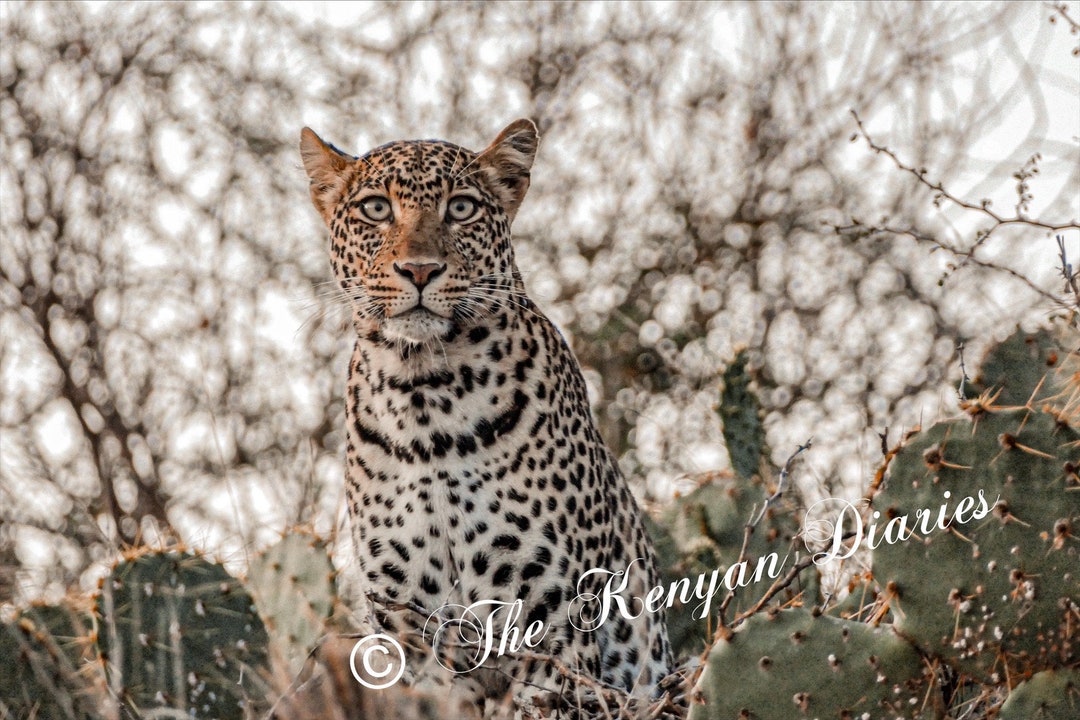 Leopard Portrait, Wildlife Photography Digital Download, Safari Photos ...