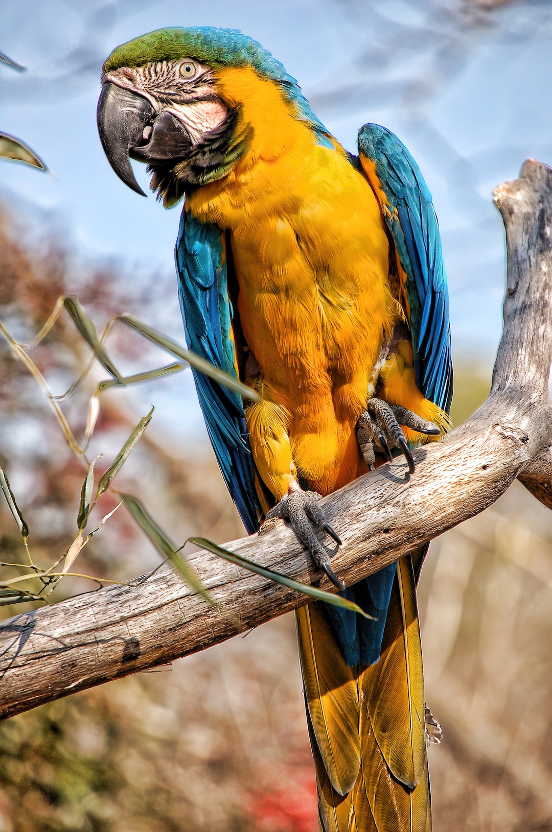 Parrot Lovely Blue Yellow Mexican Parrot Custom Panel Set Framed Wall ...