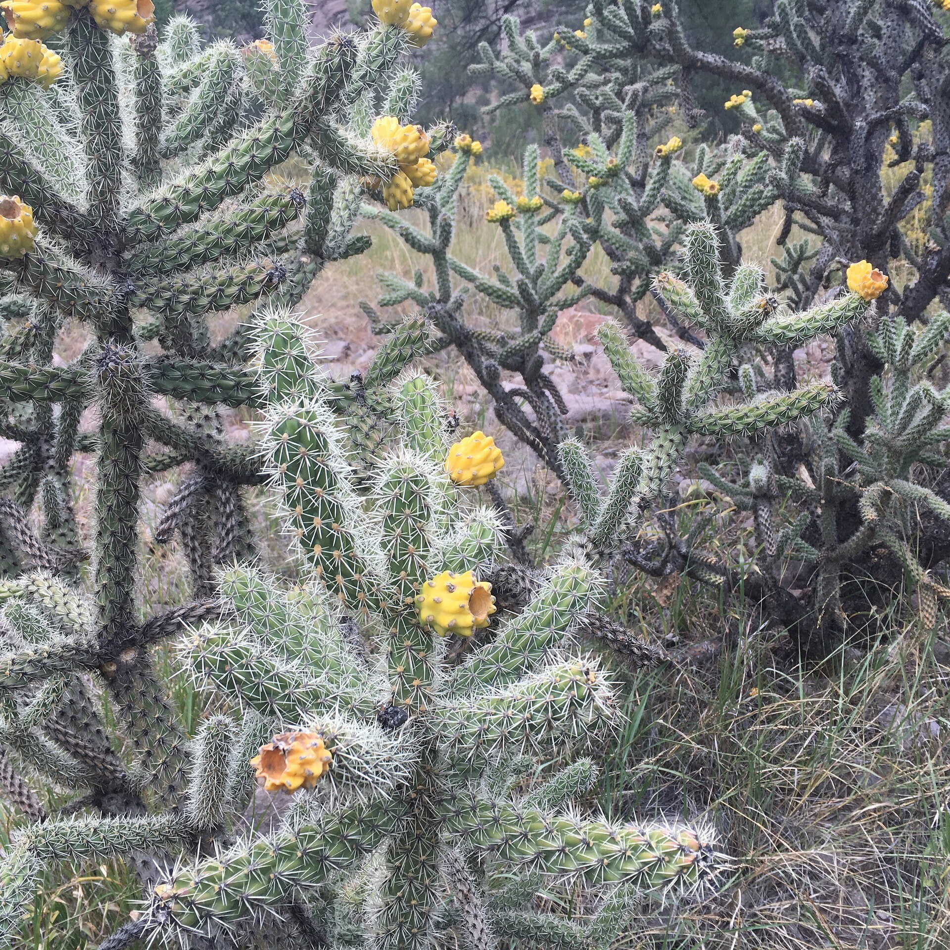 1 Cane Cholla Spiny Cholla Segment - Etsy