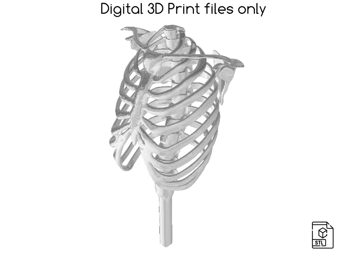 STL - Ribcage Trellis W/ Shoulder Blades - Etsy