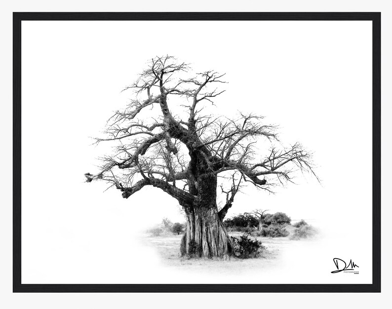 Black and White Baobab, Artwork, Poster, African Tree, African Poster ...