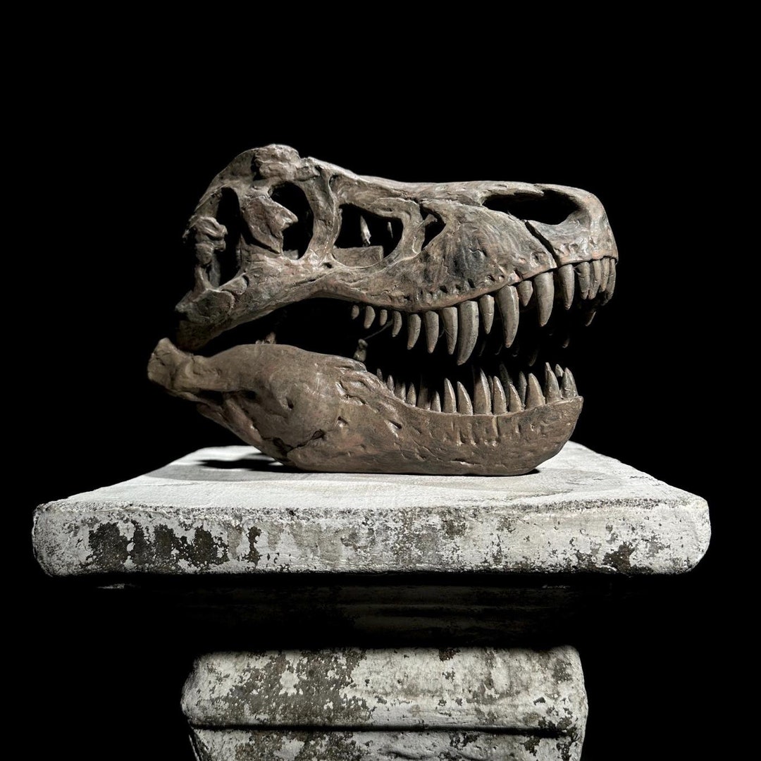 Tyrannosaurus Rex Skull Replica Museum-quality Dinosaur Decor Realistic ...