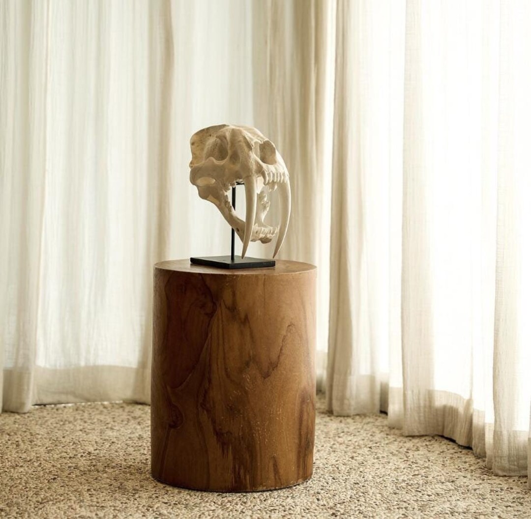 Stunning Saber-toothed Tiger Skull Replica on Stand Realistic Smilodon ...