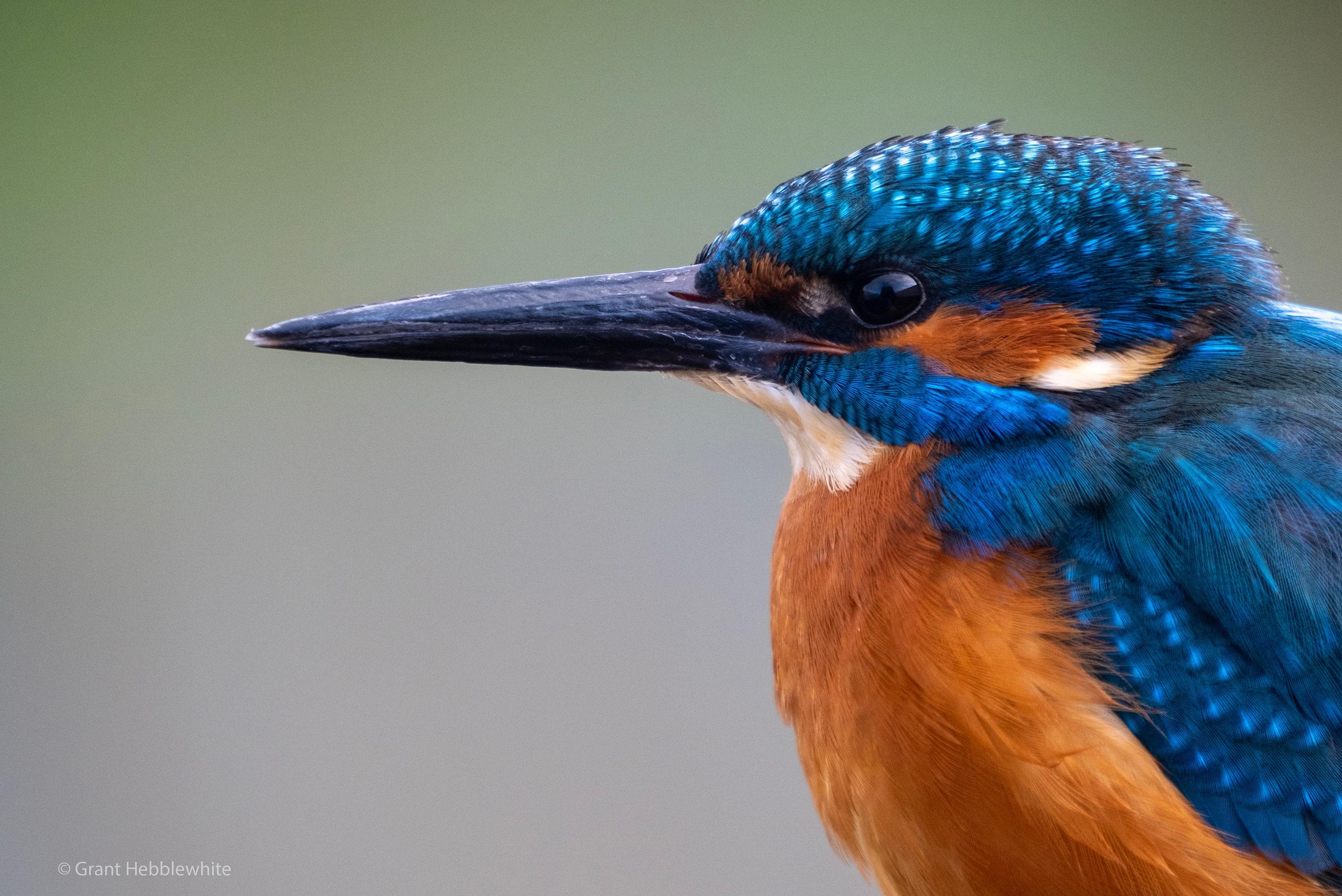 Kingfisher Head - Etsy