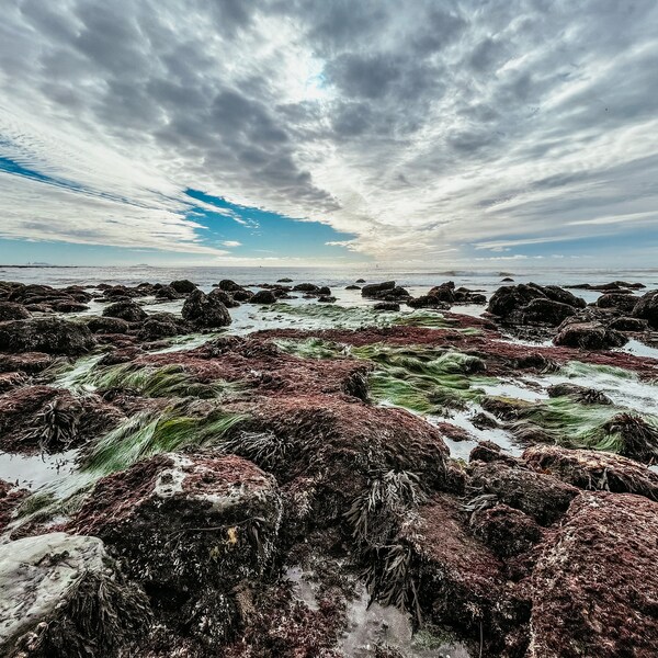 Tide Pools - Etsy