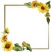 Sunflower Svg Bundle, Sunflower Frames Svg Bundle, Sunflower SVG ...