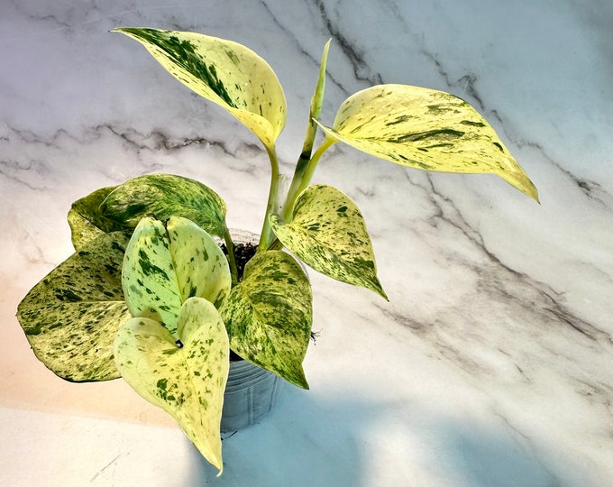 Snow Queen Pothos Variegated Pothos Plant Marble Queen Pothos Vining ...