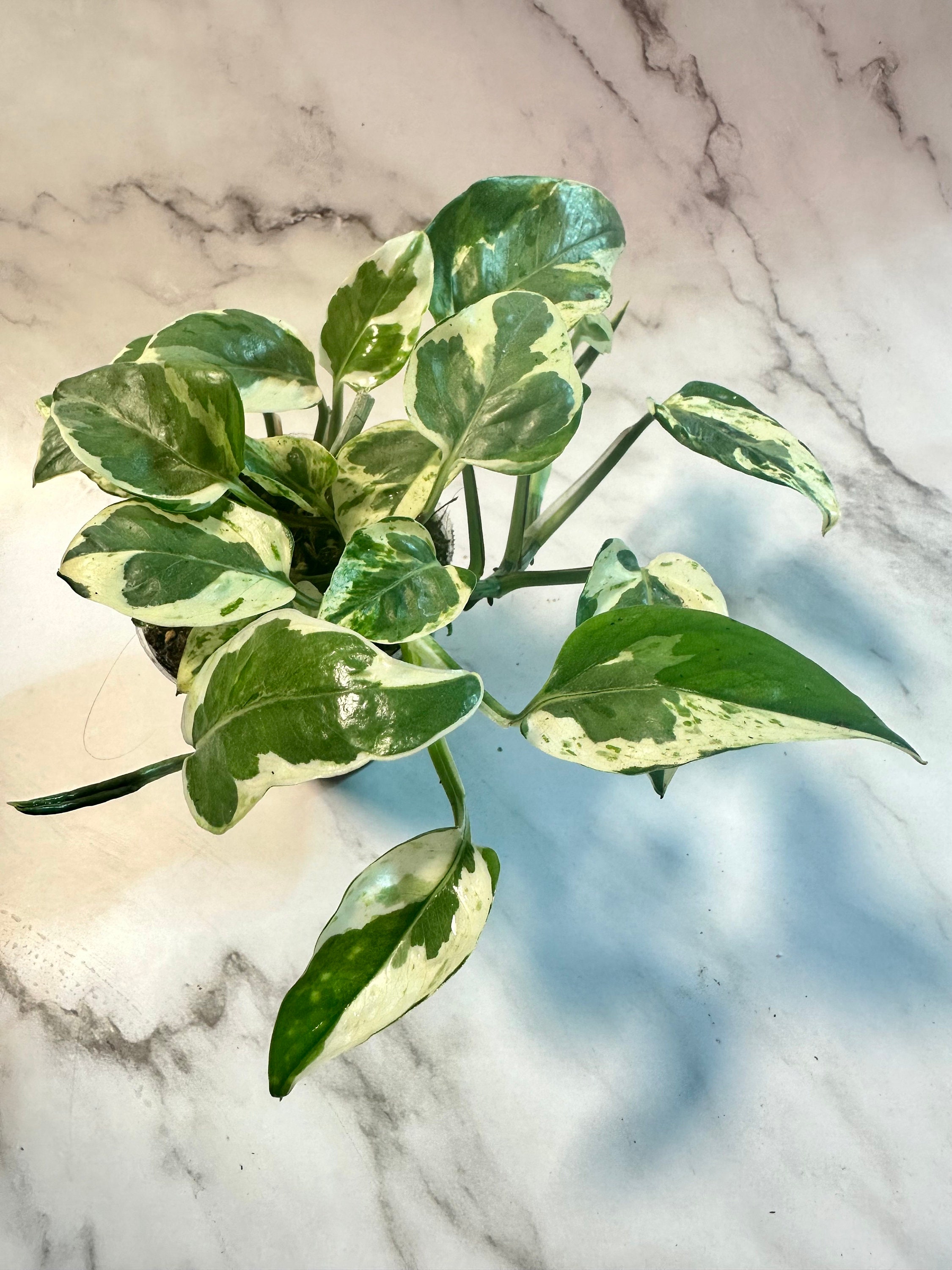 Pothos Pearls N Jade Epipremnum Aureum Variegated Pothos - Etsy