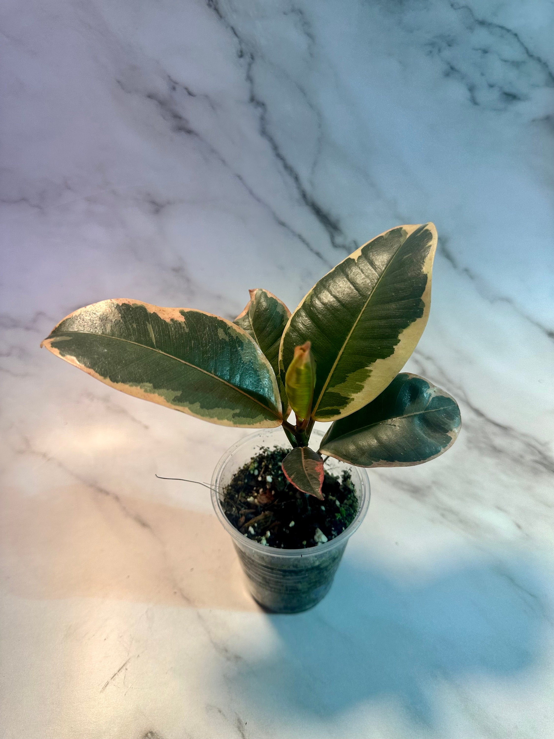 Ficus Elastica Ruby Rubber Tree Live Rooted Starter Plant - Etsy
