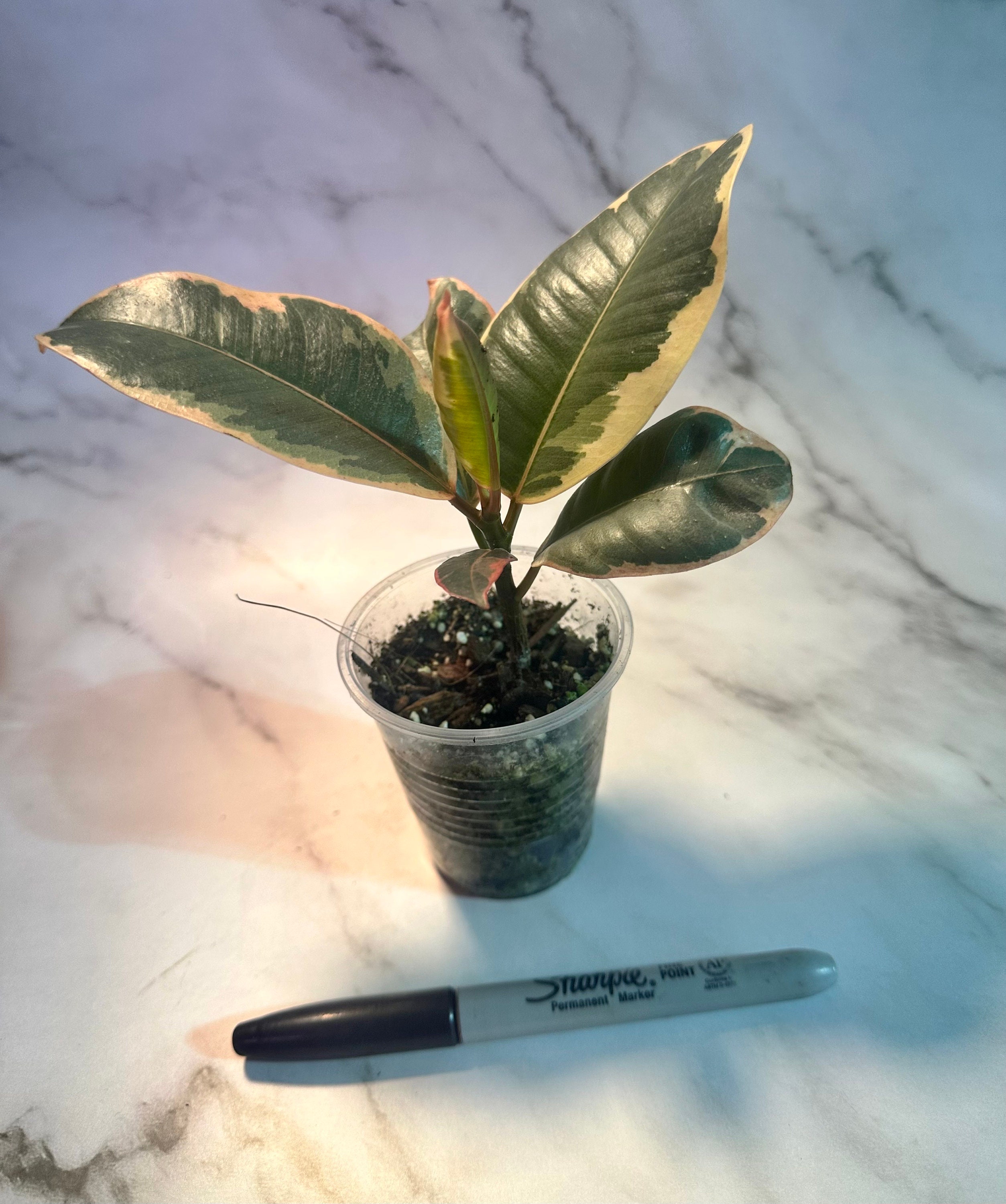 Ficus Elastica Ruby Rubber Tree Live Rooted Starter Plant - Etsy