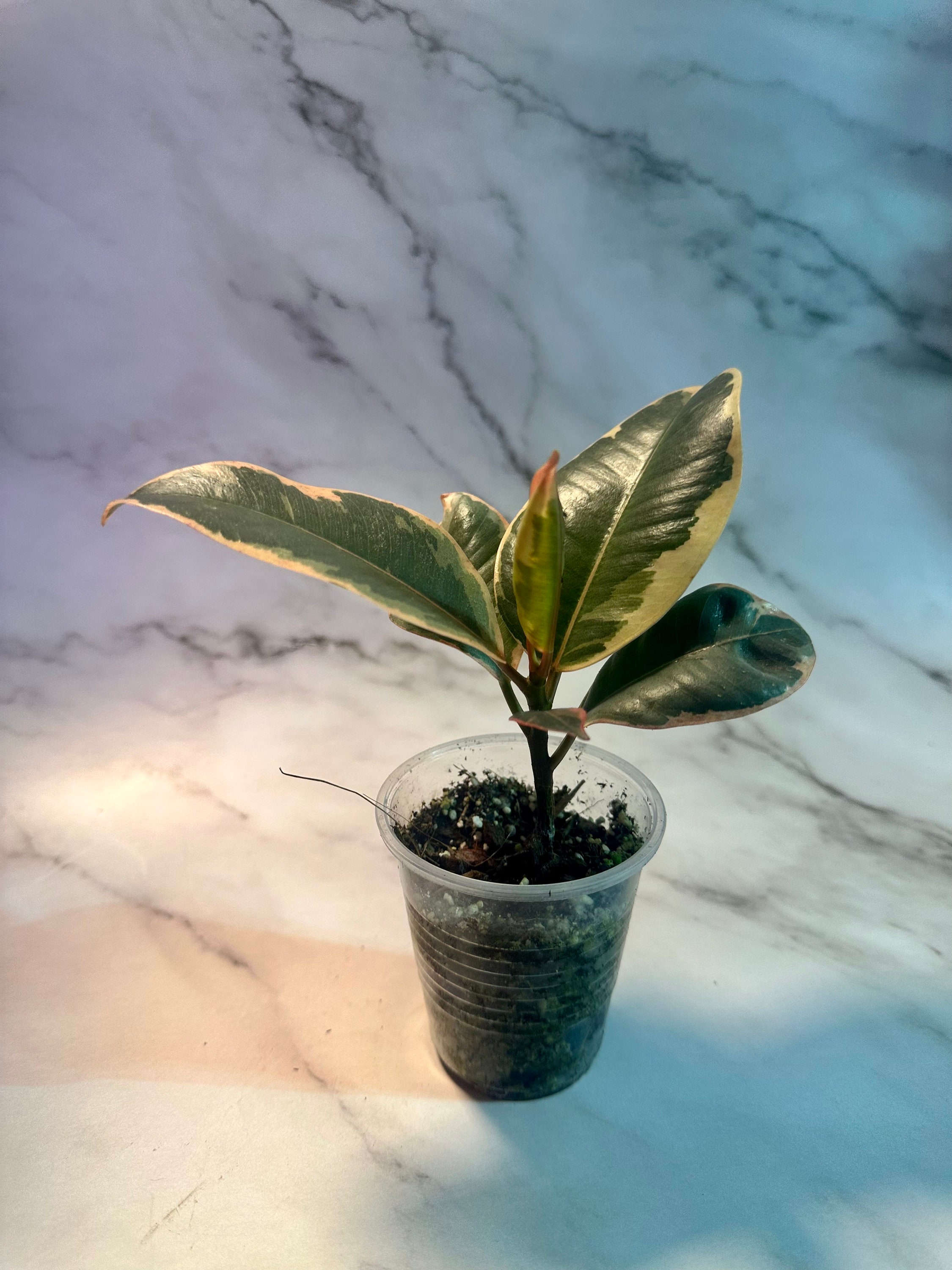 Ficus Elastica Ruby Rubber Tree Live Rooted Starter Plant - Etsy