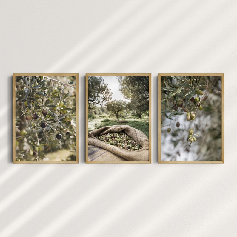 Set of 3 Olive Branch Pictures, Printable Wall Art, Mediterranean Wall ...