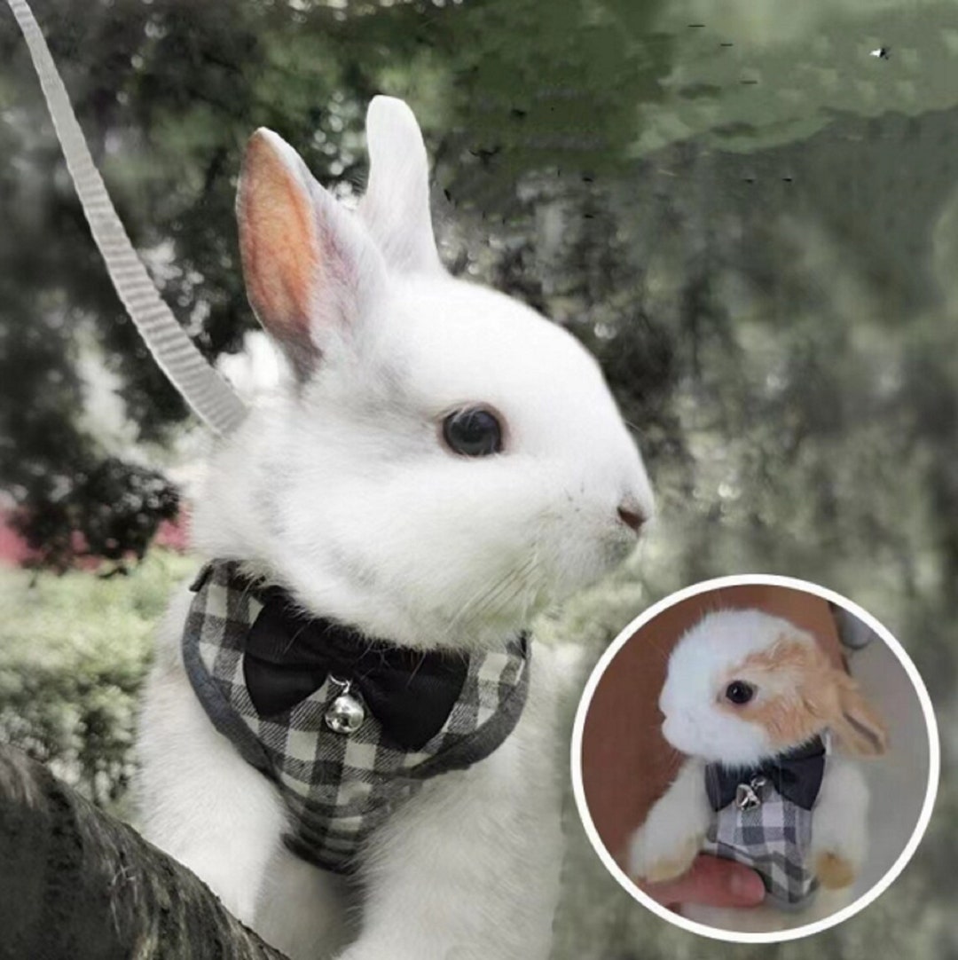 Rabbit Harness Cute Bunny Harness Rabbit and Dog Leash - Etsy