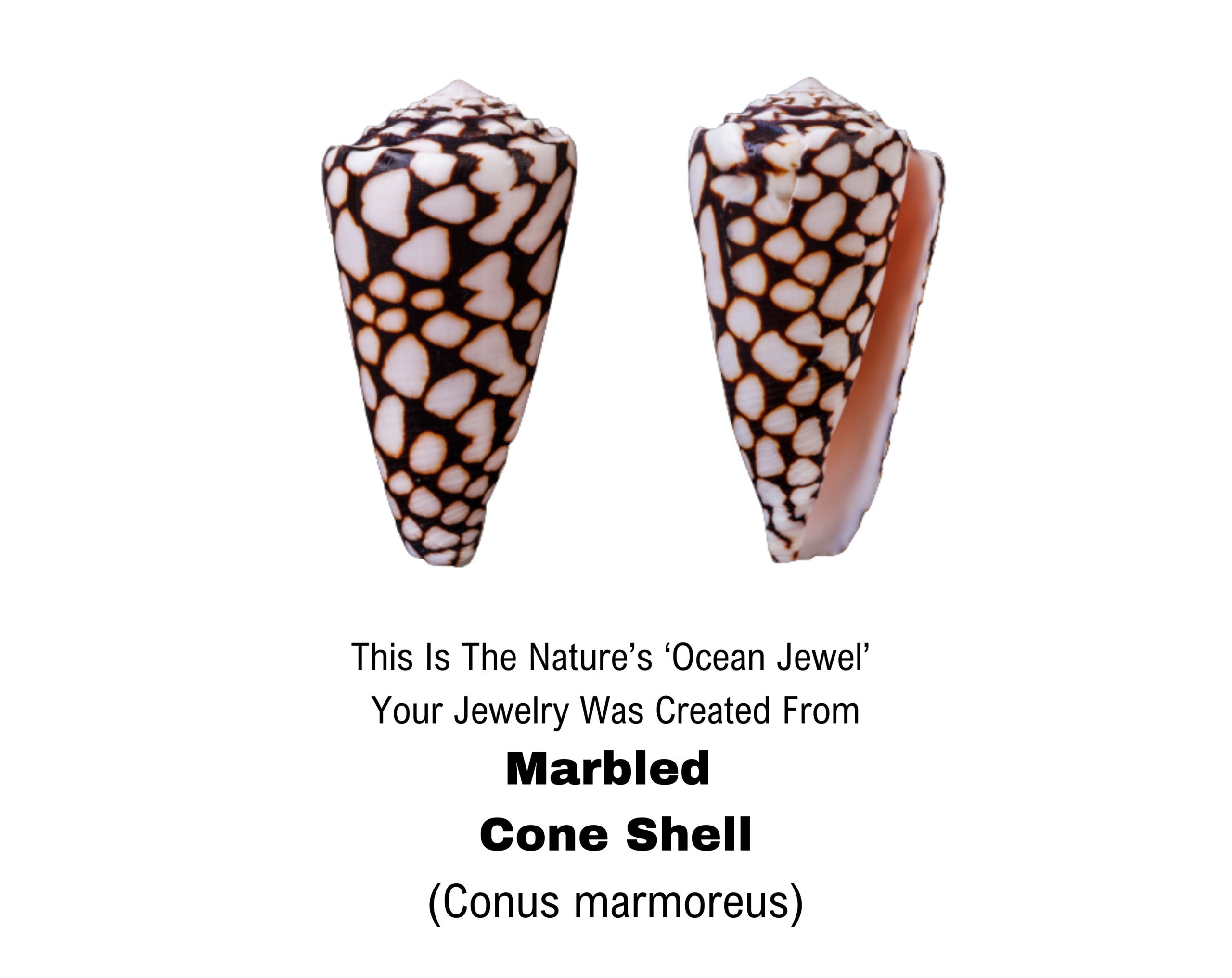 Unique Hand-shaped MARBLED CONE Shell Pendant Necklaces Natural VINTAGE ...