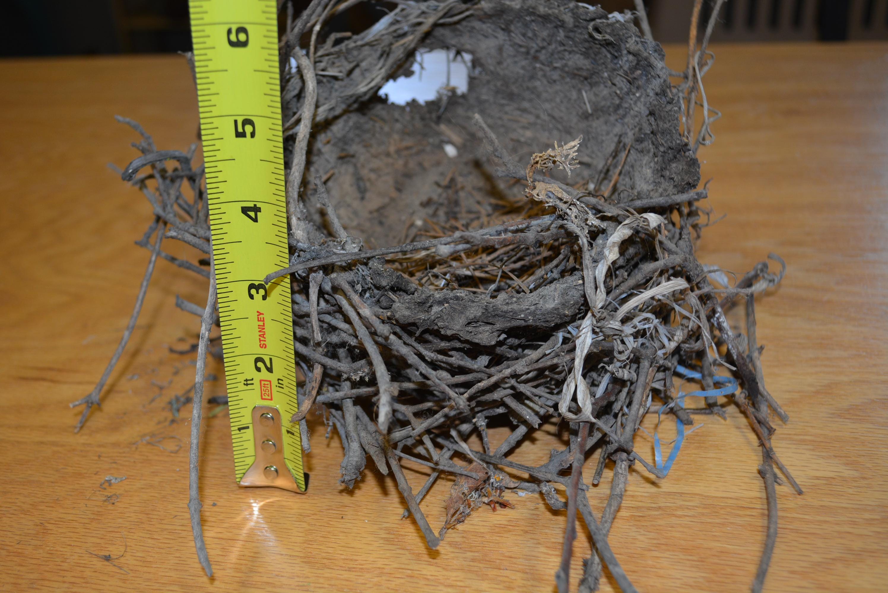 EXTRA LARGE BIRD Nest - Etsy