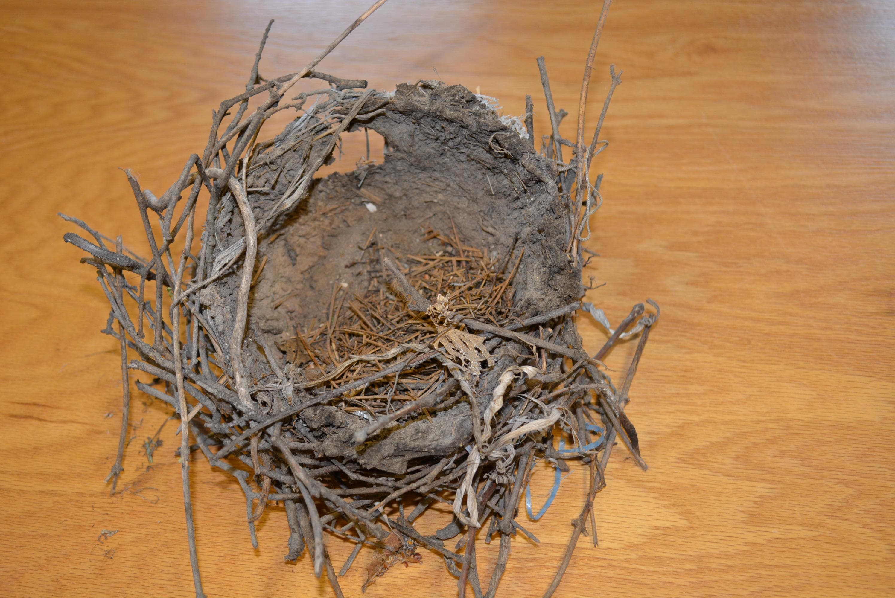 EXTRA LARGE BIRD Nest - Etsy