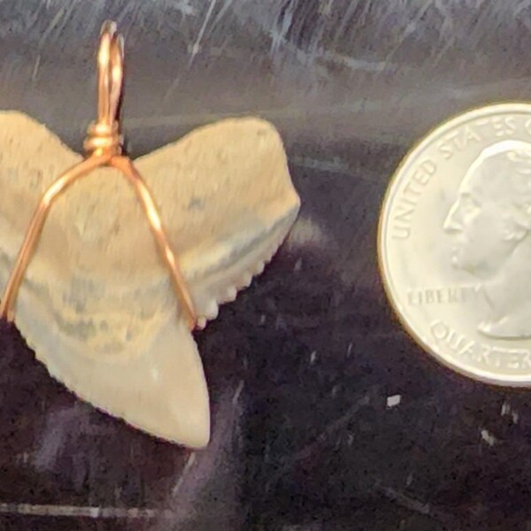 Wrapped Shark Tooth - Etsy