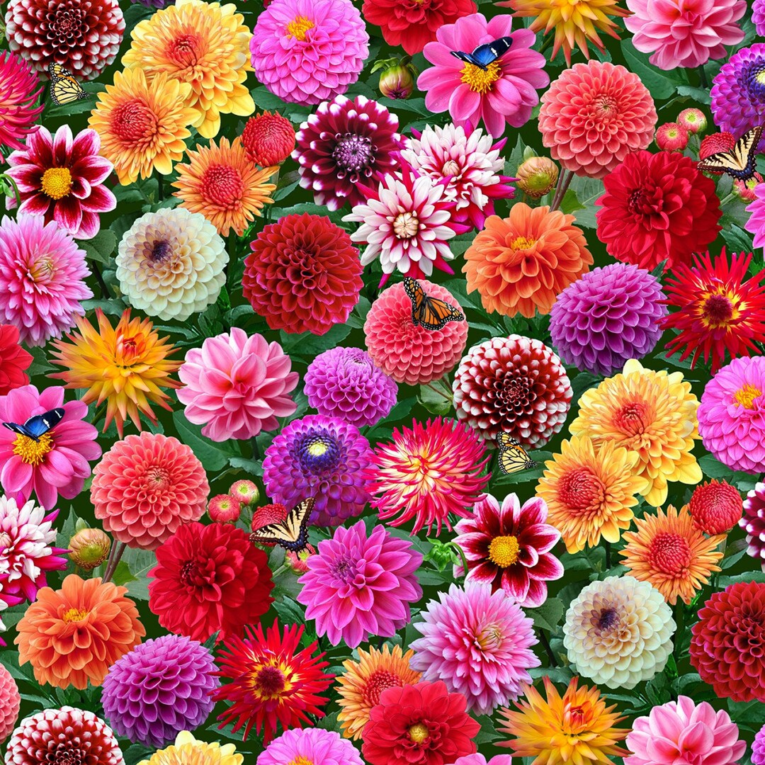 Dahlias Fabric 1/2 Yard, 662E-MULTI Burst of Color by Elizabeth's Studio, Flower Quilt Blanket ...