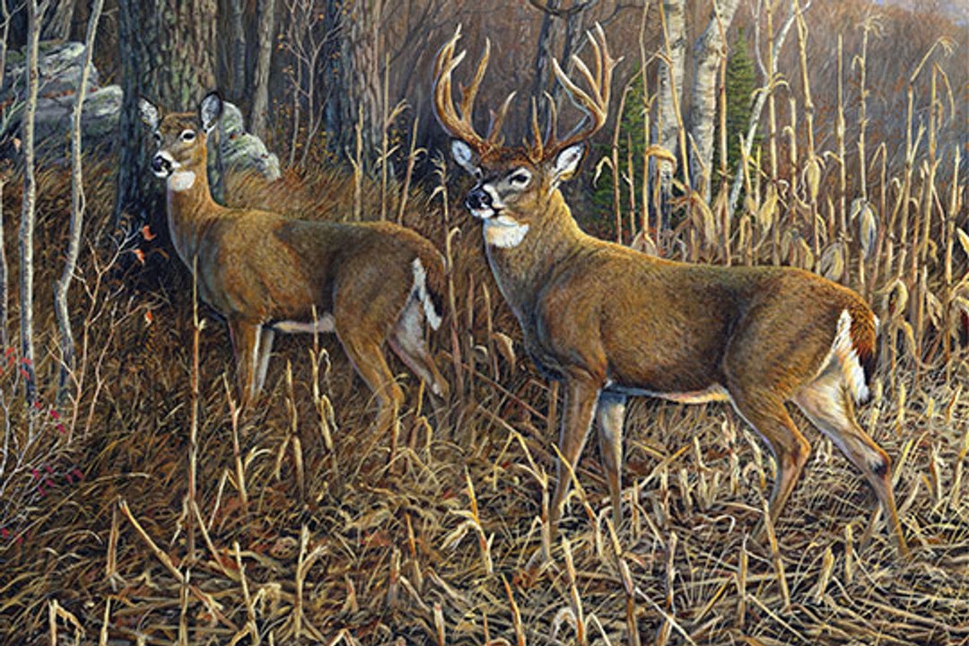 Deer Fabric Panel 44"x36", Heading for Cover DP21379 Northcott, Deer ...