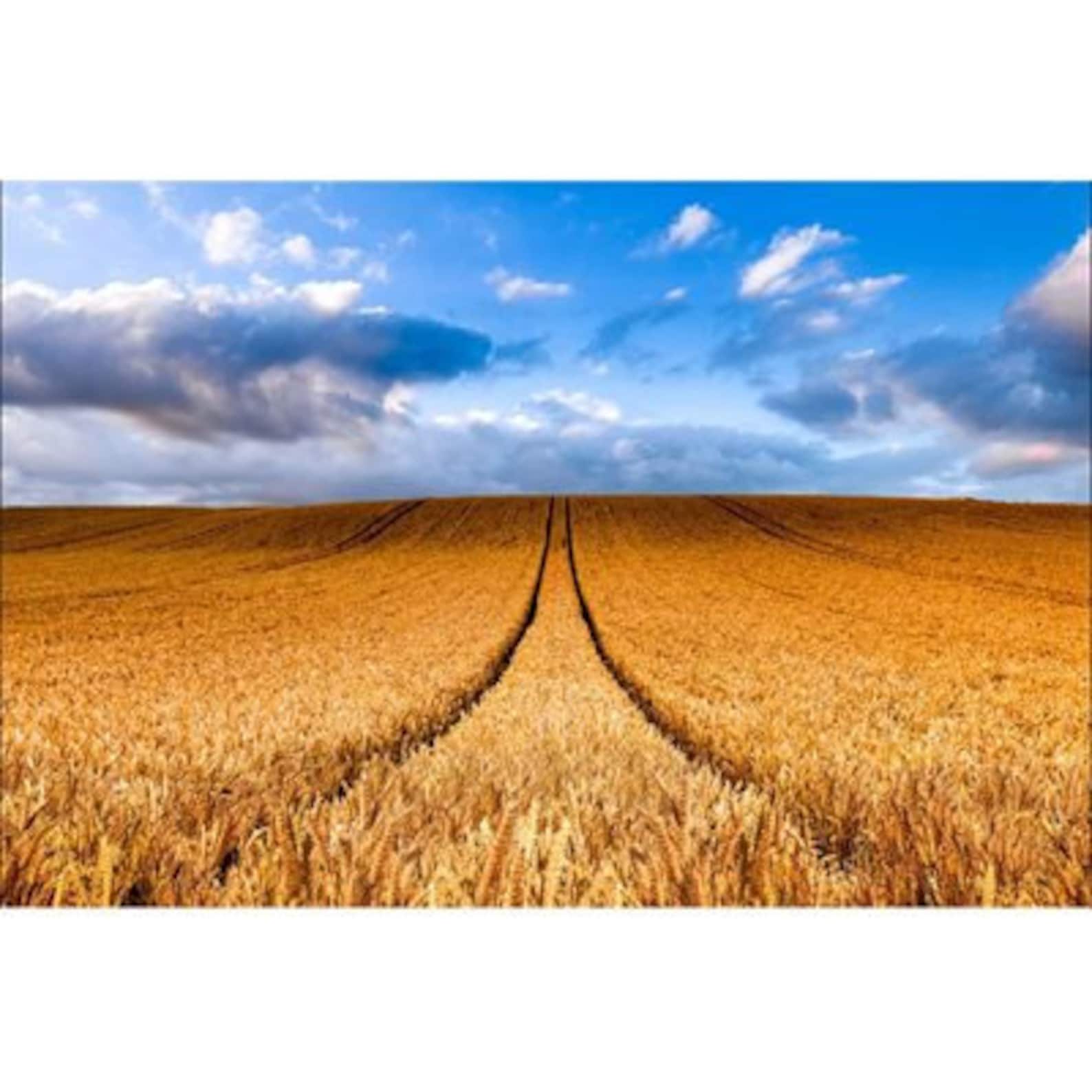Wheat Fabric Panel 44x26, Hoffman Fabric Panel, Wheat Farm Fabric ...
