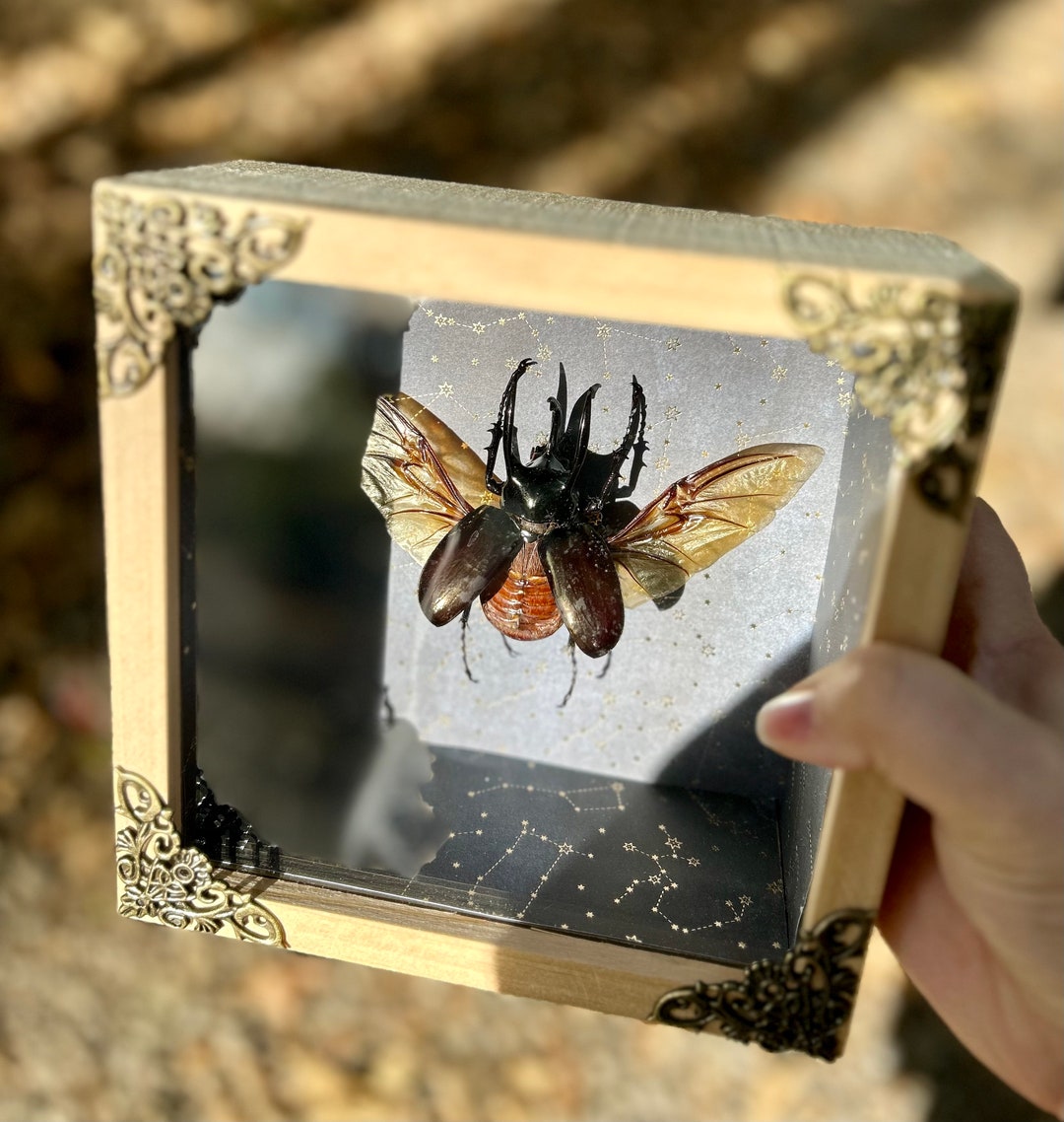 Rhinoceros Beetle With Spread Wings in a Box - Etsy
