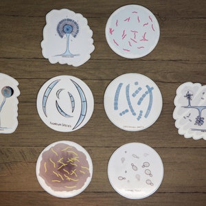 Medical Microbiology Stickers, Variety Pack x8 - Etsy
