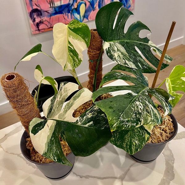 Albino Monstera - Etsy