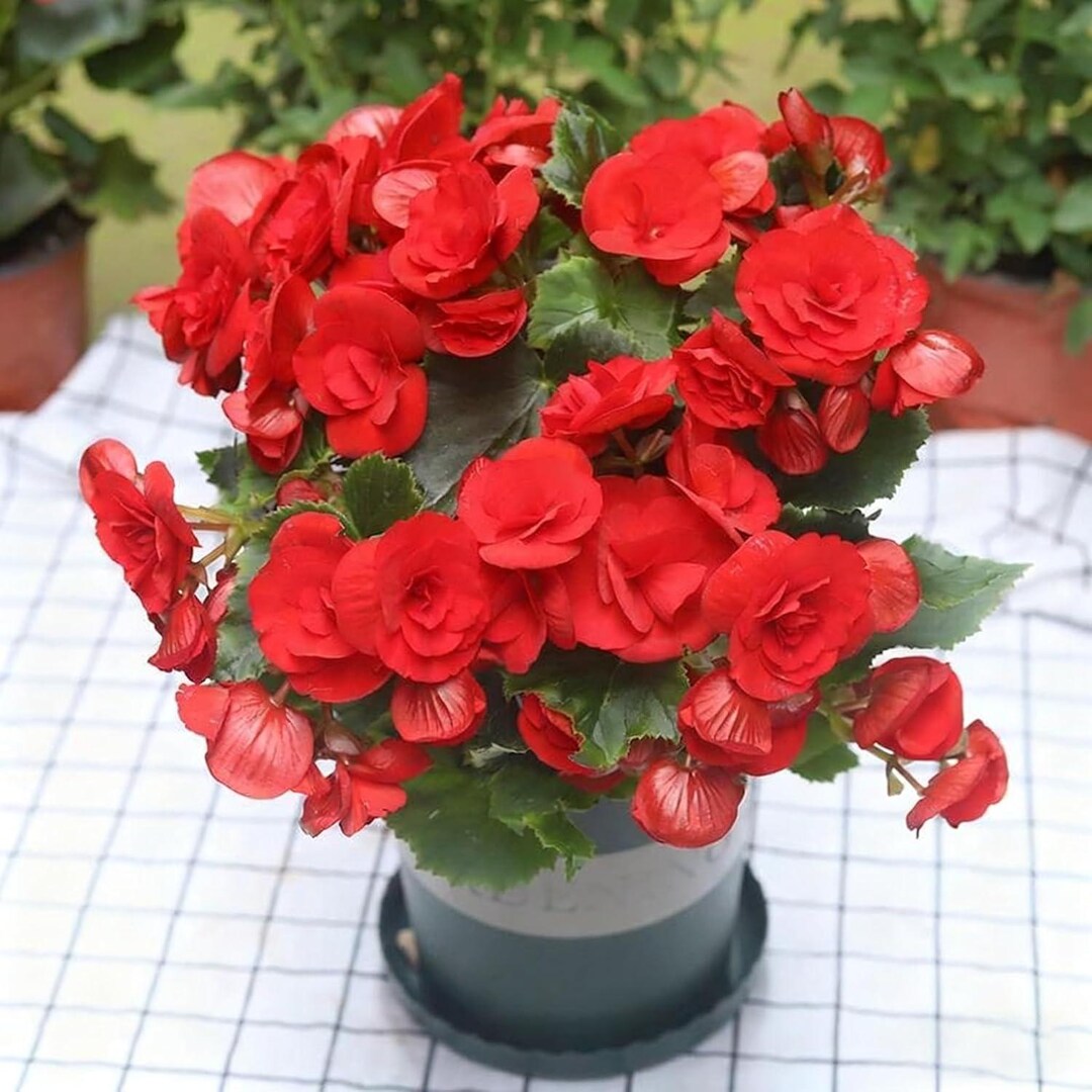 Begonia Seeds Mixed Color Heirloom Perennial Bonsai Garden Plants - Etsy