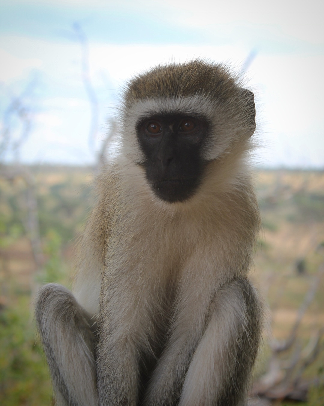 Vervet Monkey - Etsy