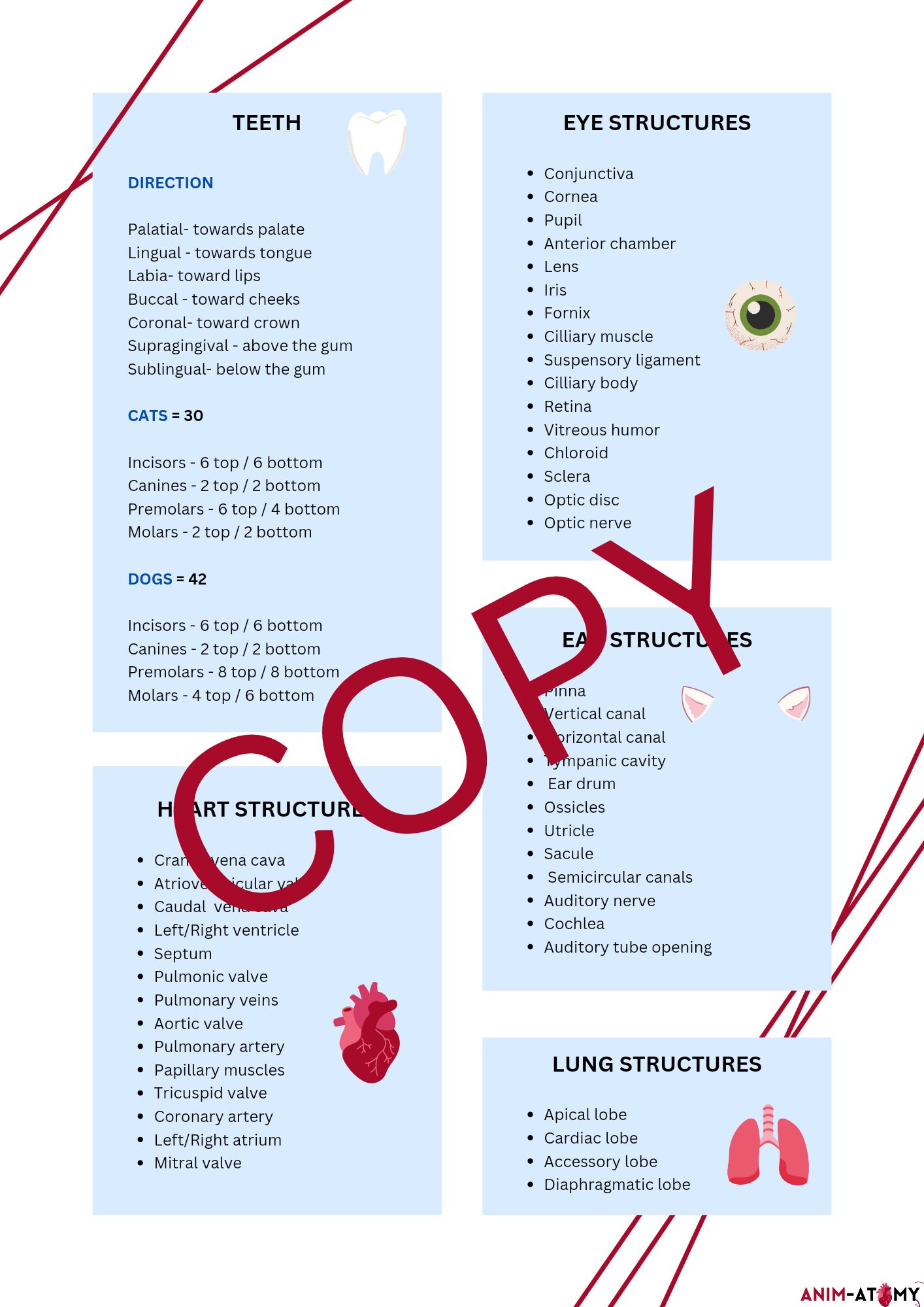 Anatomy - Structures - Study Sheet - Etsy