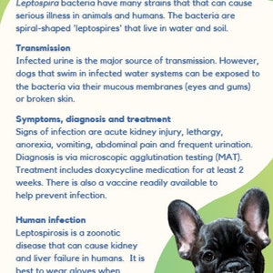 Animal Disease Posters: Kennel Cough, Cat Flu, Leishmania, Lepto. and ...
