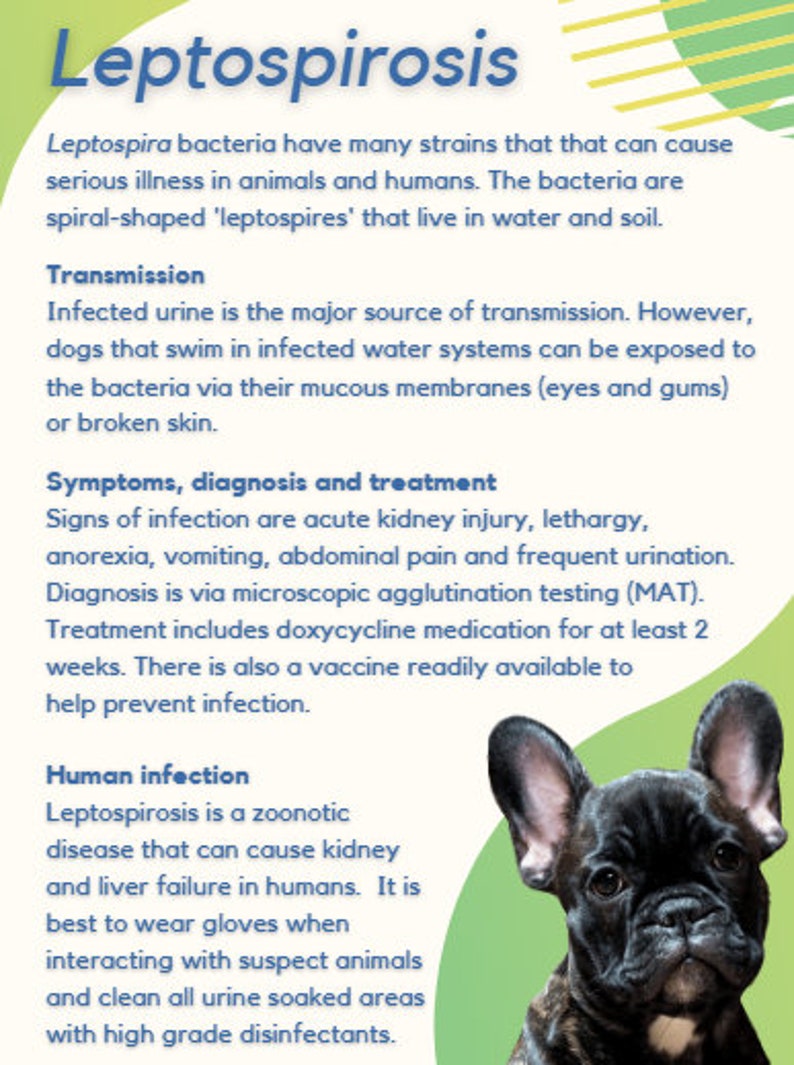 Animal Disease Posters: Kennel Cough, Cat Flu, Leishmania, Lepto. and ...