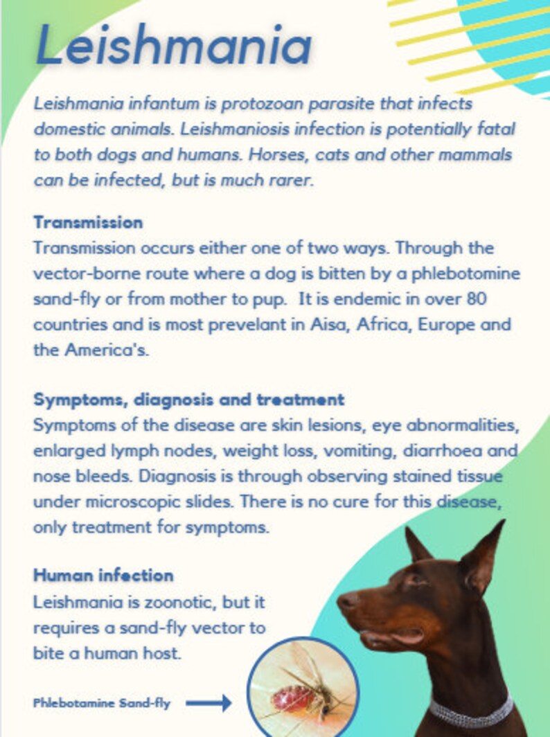 Animal Disease Posters: Kennel Cough, Cat Flu, Leishmania, Lepto. and ...