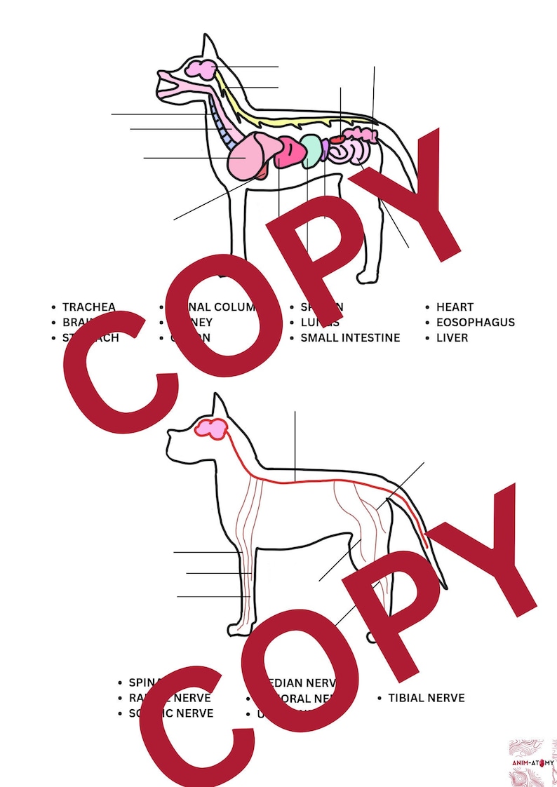 Anatomía del perro: órganos, músculos, glándulas salivales, nervios ...