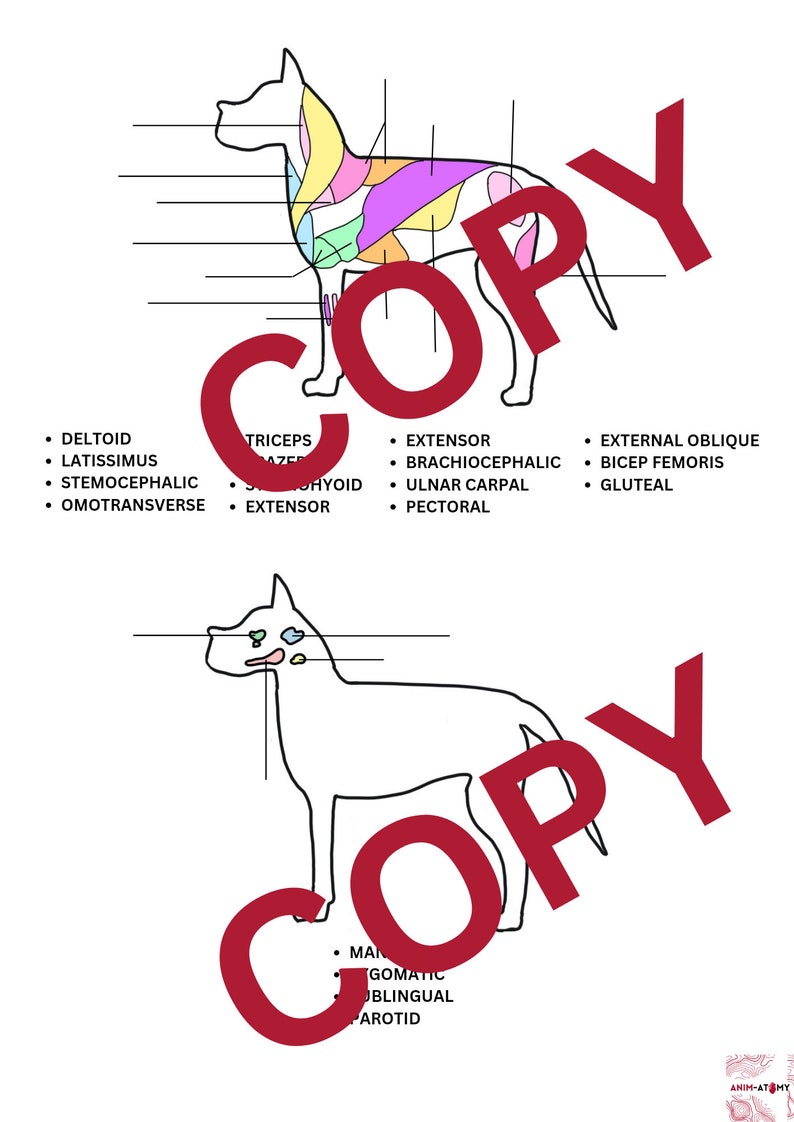 Anatomía del perro: órganos, músculos, glándulas salivales, nervios ...