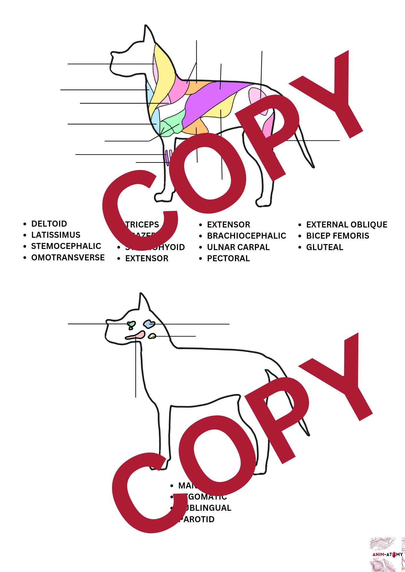 Dog Anatomy - Organs, Muscles, Salivary Glands, Nerves - Etsy