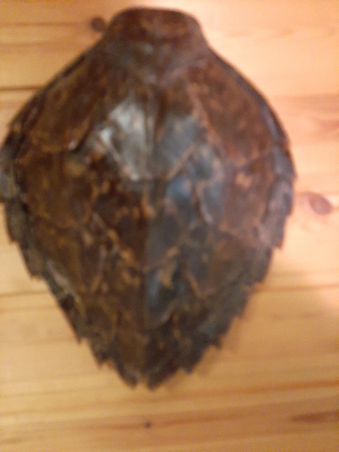 Turtle Shell - Etsy Canada