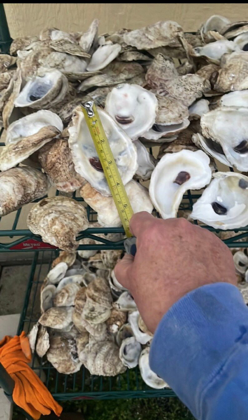 Large Oyster Shells for Place Cards free Shipping. Weddings - Etsy