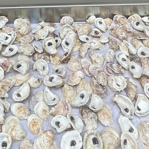 Oyster Shells, Cups or Flats, 3 Inch + - Etsy