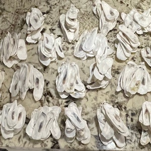 Tall Flat Oyster Shells: Bleached Craft Supply (2-5 Inch) - Etsy