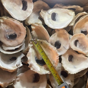 Bleached Oyster Shells, Cups and Flats, Bulk - Etsy