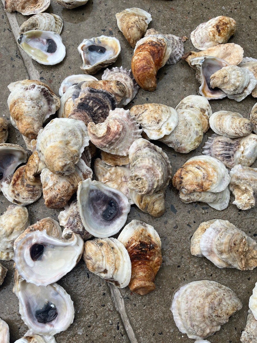Oyster Shells of Variety in Bulk 20 50 100 500 1000 Shells - Etsy