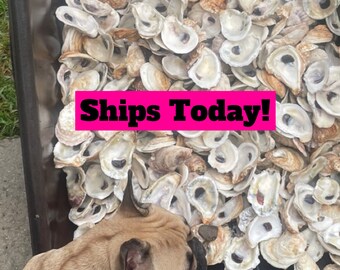 50 Flat Oyster Shells - Etsy