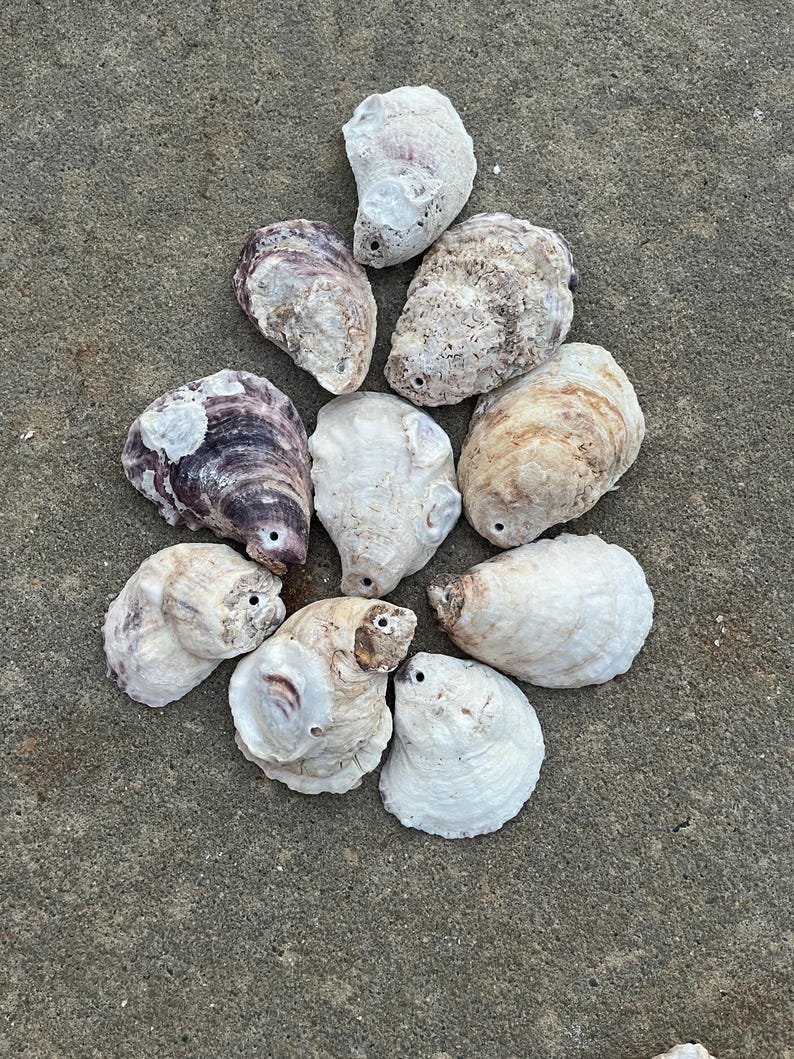 Drilled Oyster Shells – Crafting Shells, Cups & Flats - Etsy