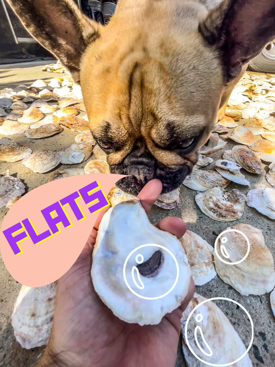 Oyster Shell Flats, Natural Seashells, Craft Supply - Etsy