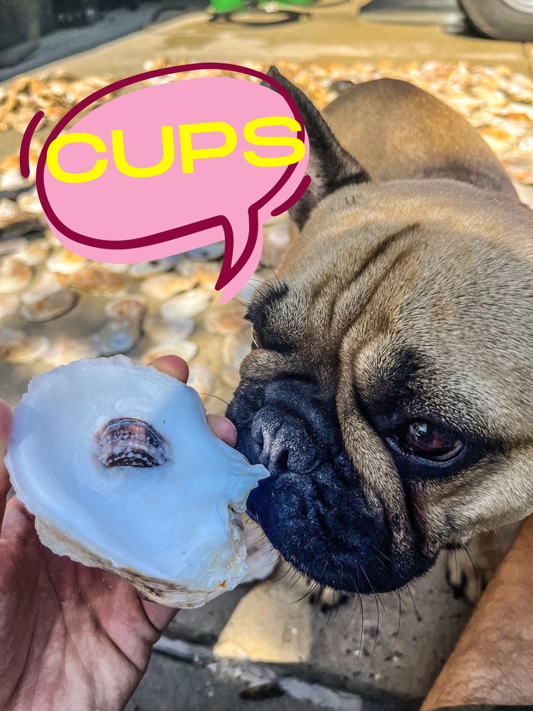 OYSTER SHELLS CUPS 20, 50, 100 *free Shipping* *bulk* - Etsy