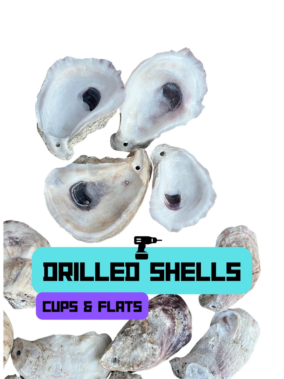 Drilled Oyster Shells - Cups & Flats - Perfect for Crafting - Etsy