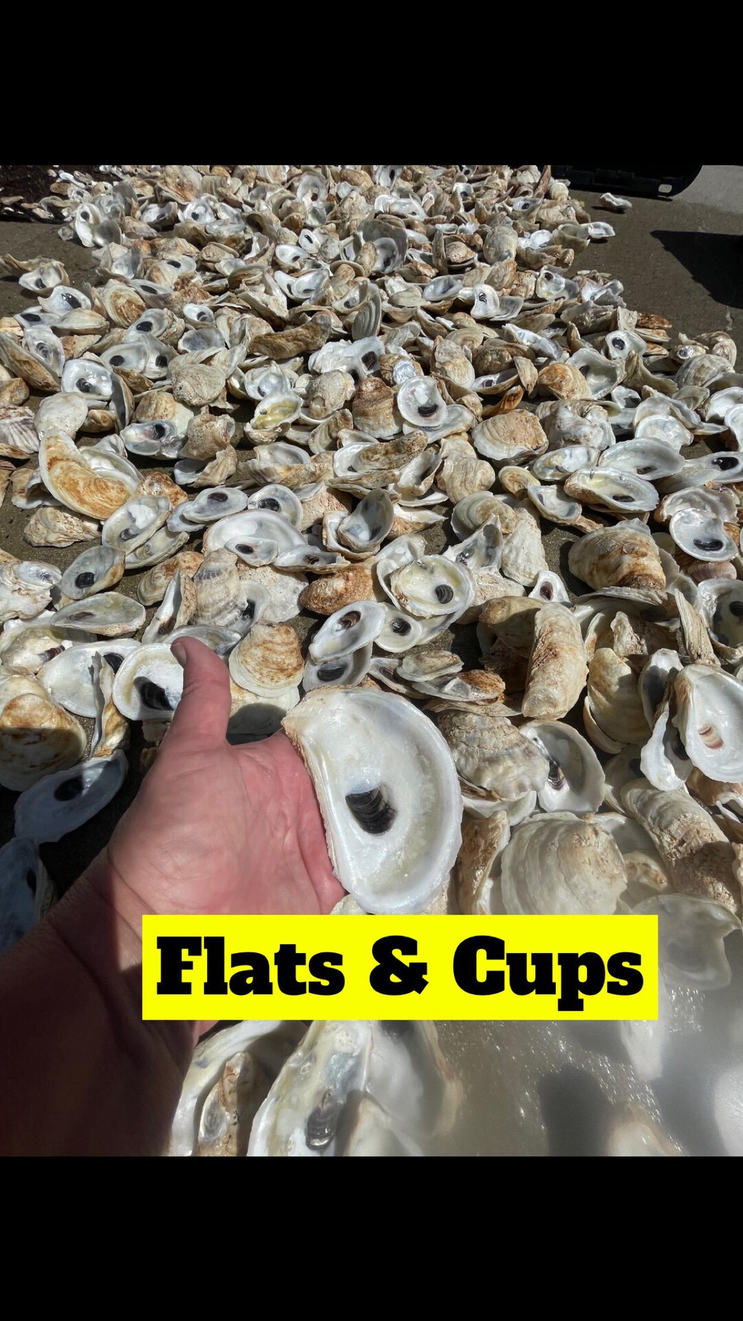 Bleached Oyster Shells, Cups and Flats, Bulk - Etsy